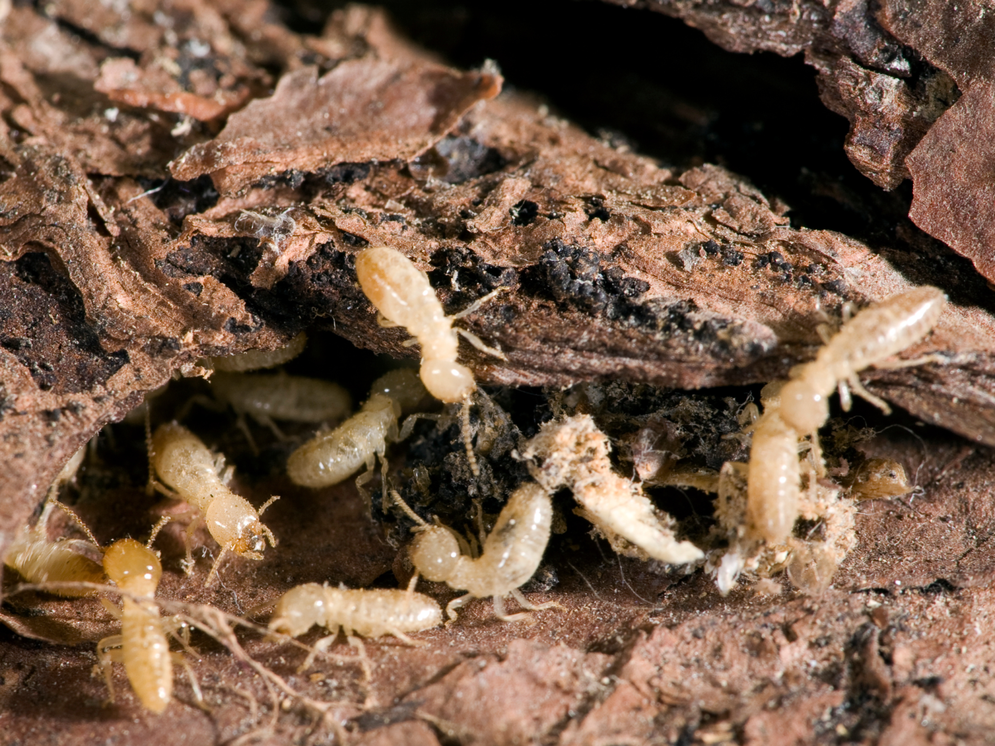 Termite Bait Stations & Prevention - Bug Off Taylors Way